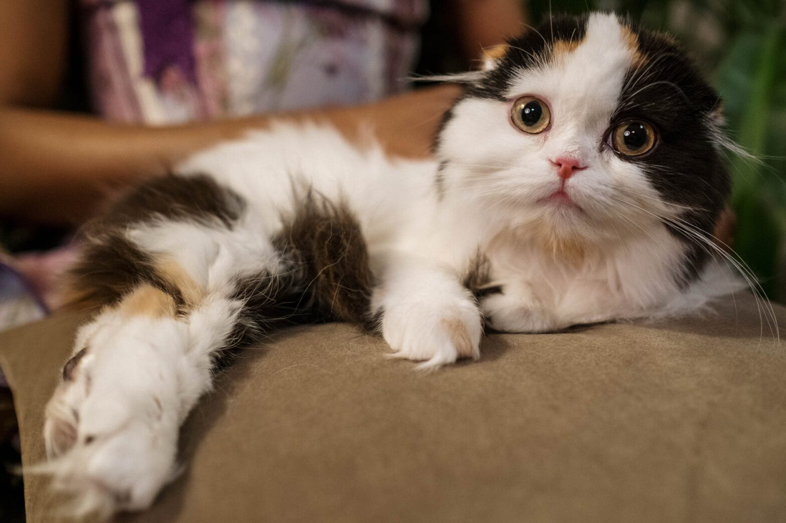 Scabies pada Kucing: Apa Itu, Gejala, dan Cara Mengobatinya
